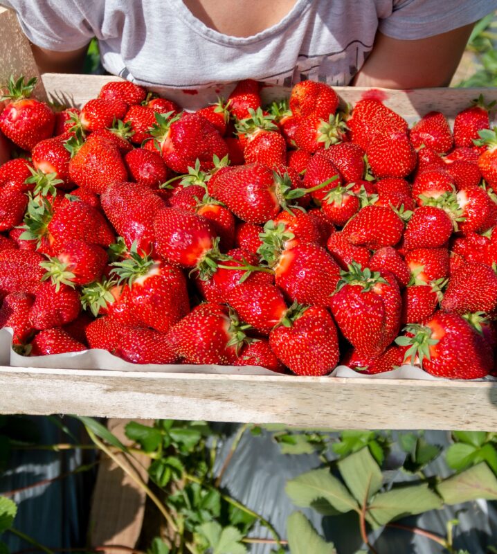 Capsuni Albion 10 plante - Depozitul de Căpșuni